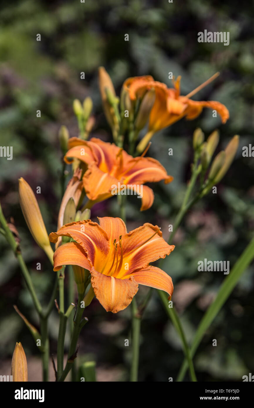 Daylily orange flowers hi-res stock photography and images - Alamy