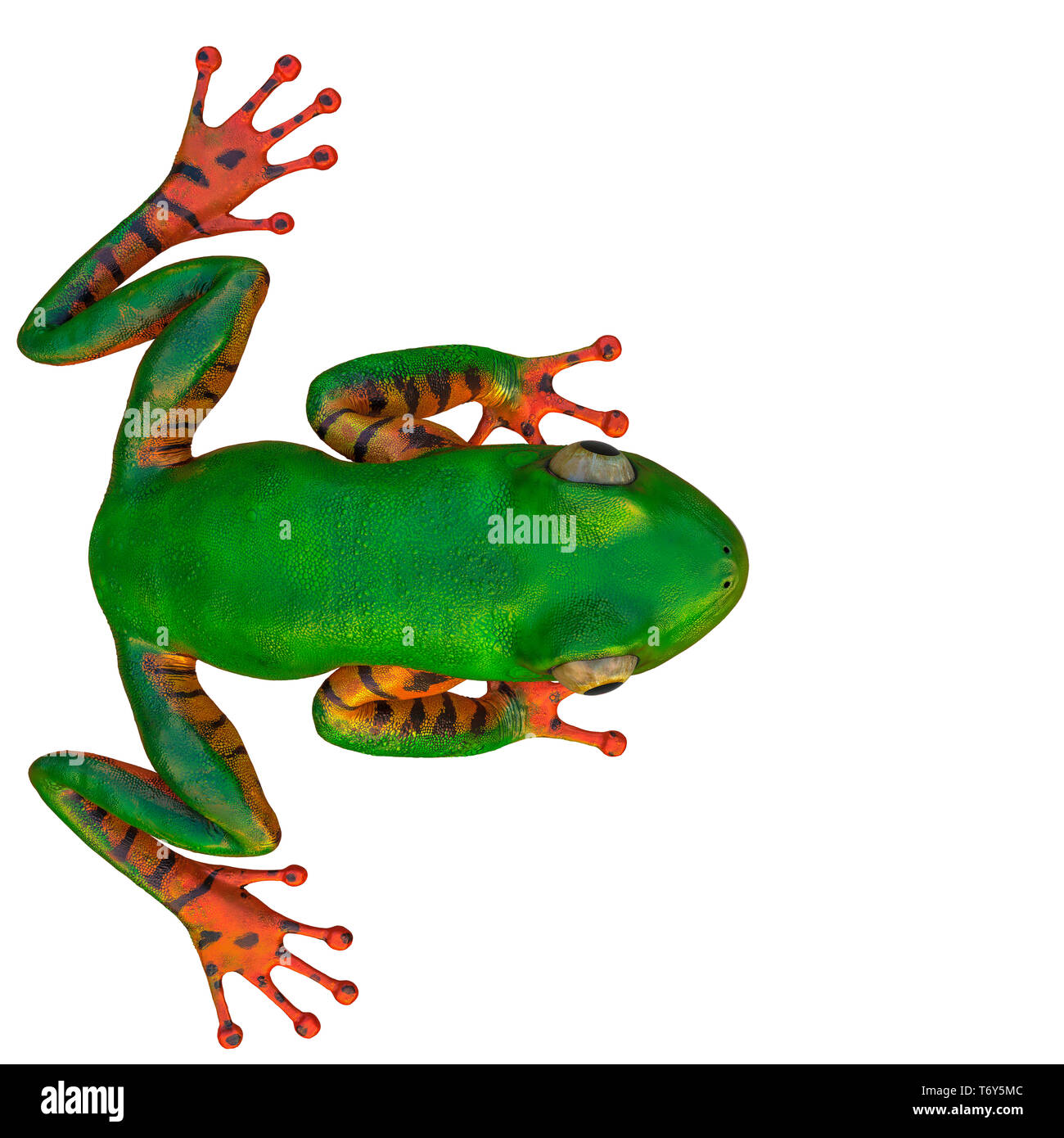 amazon tiger frog in a white background will put some fun in yours ...