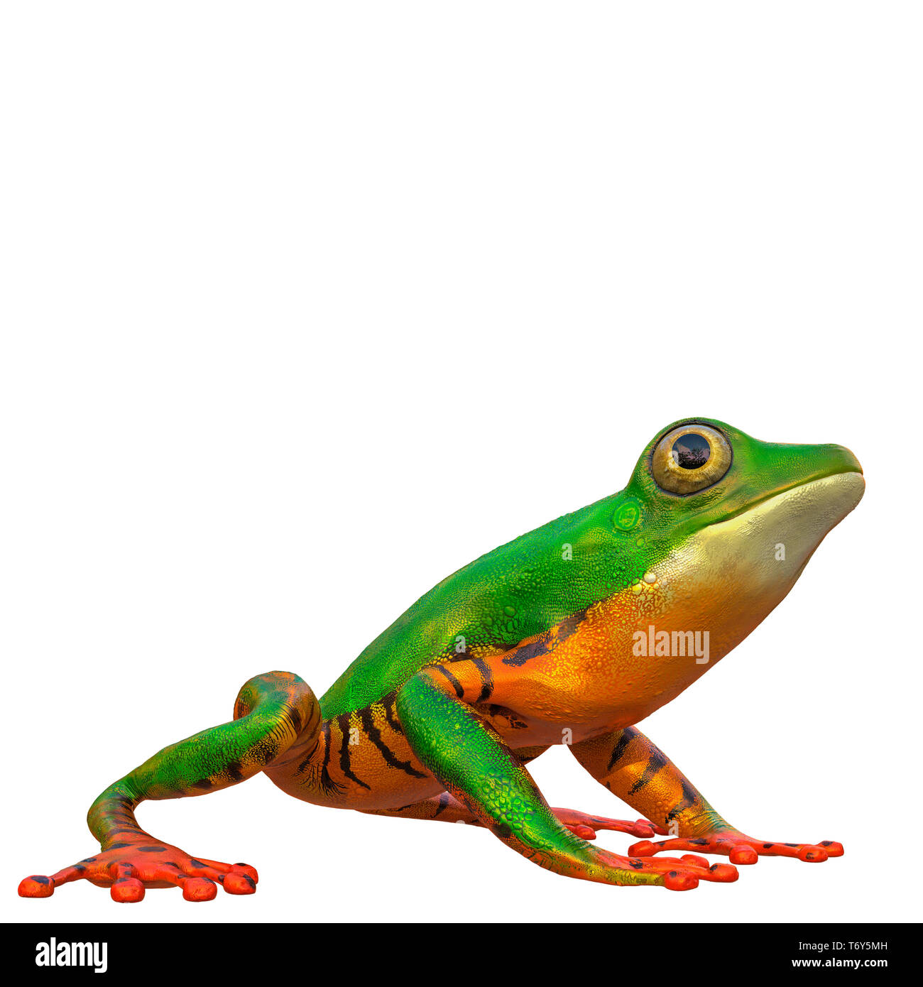 Tiger treefrog hi-res stock photography and images - Alamy