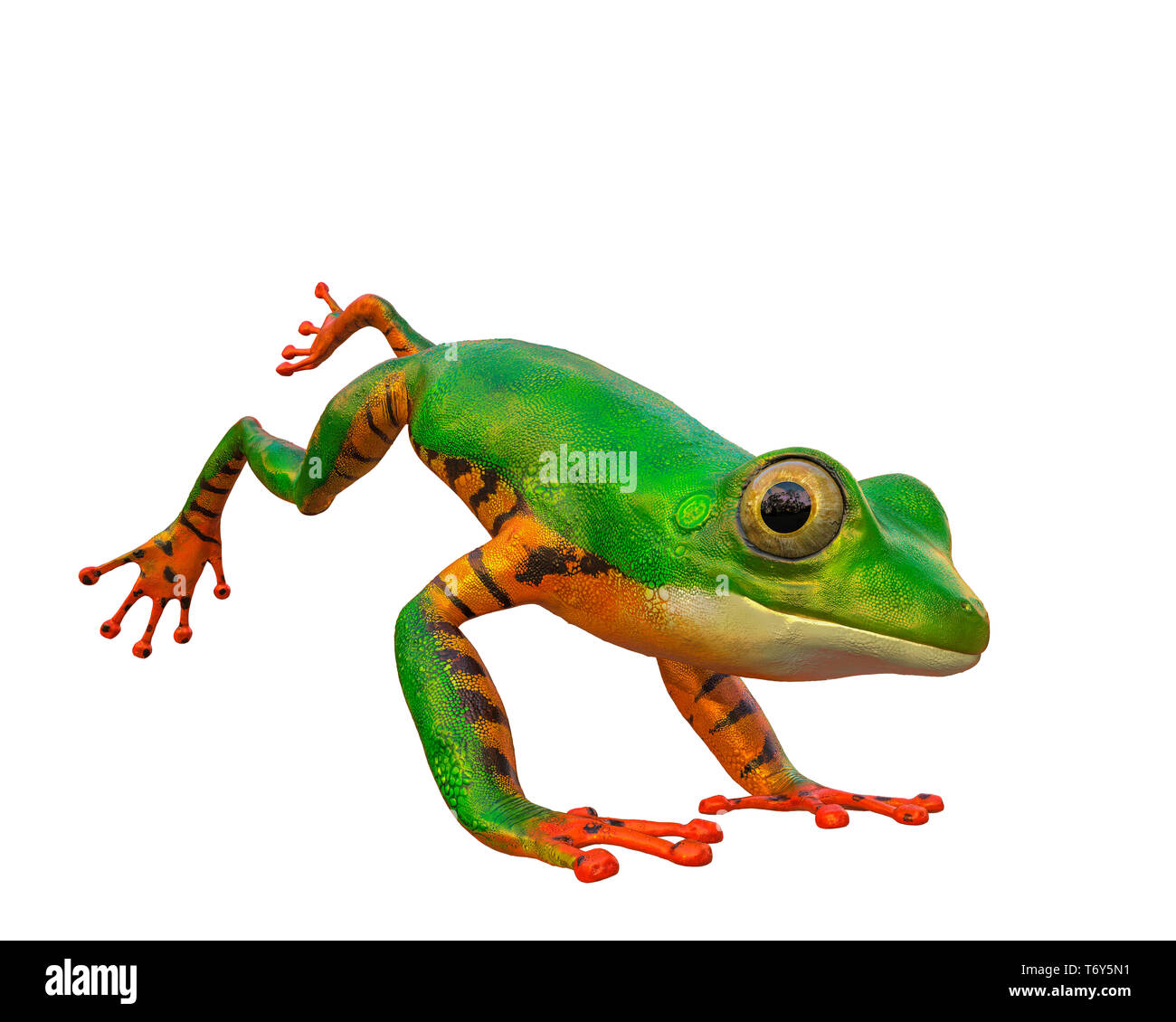 amazon tiger frog in a white background will put some fun in yours ...