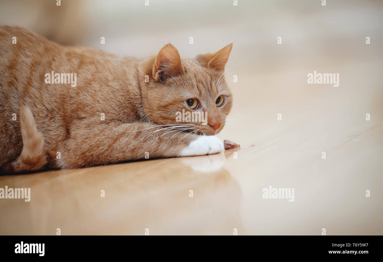 The red striped cat with red eyes lies Stock Photo - Alamy