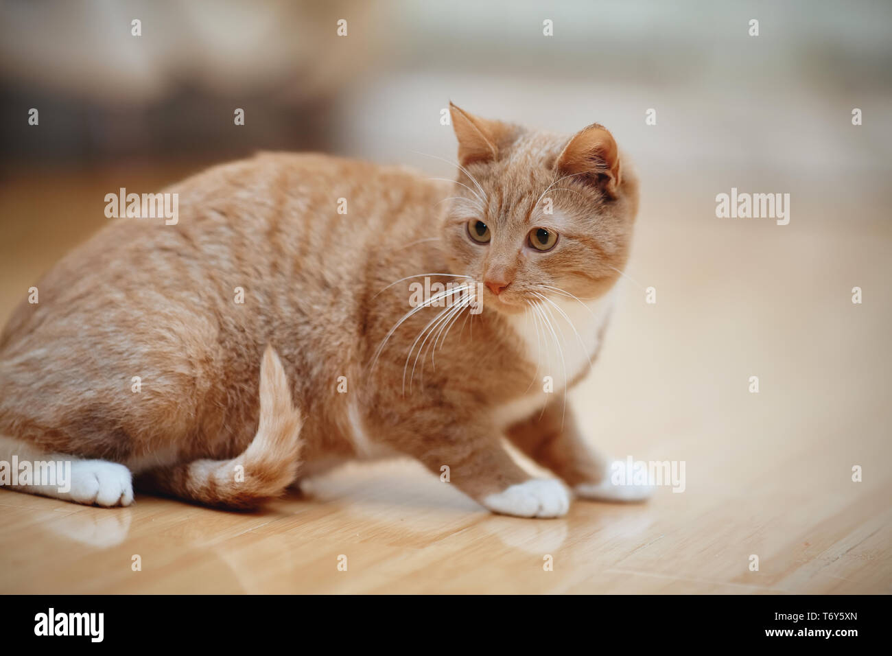 Striped domestic cat, it is red - a white color Stock Photo - Alamy
