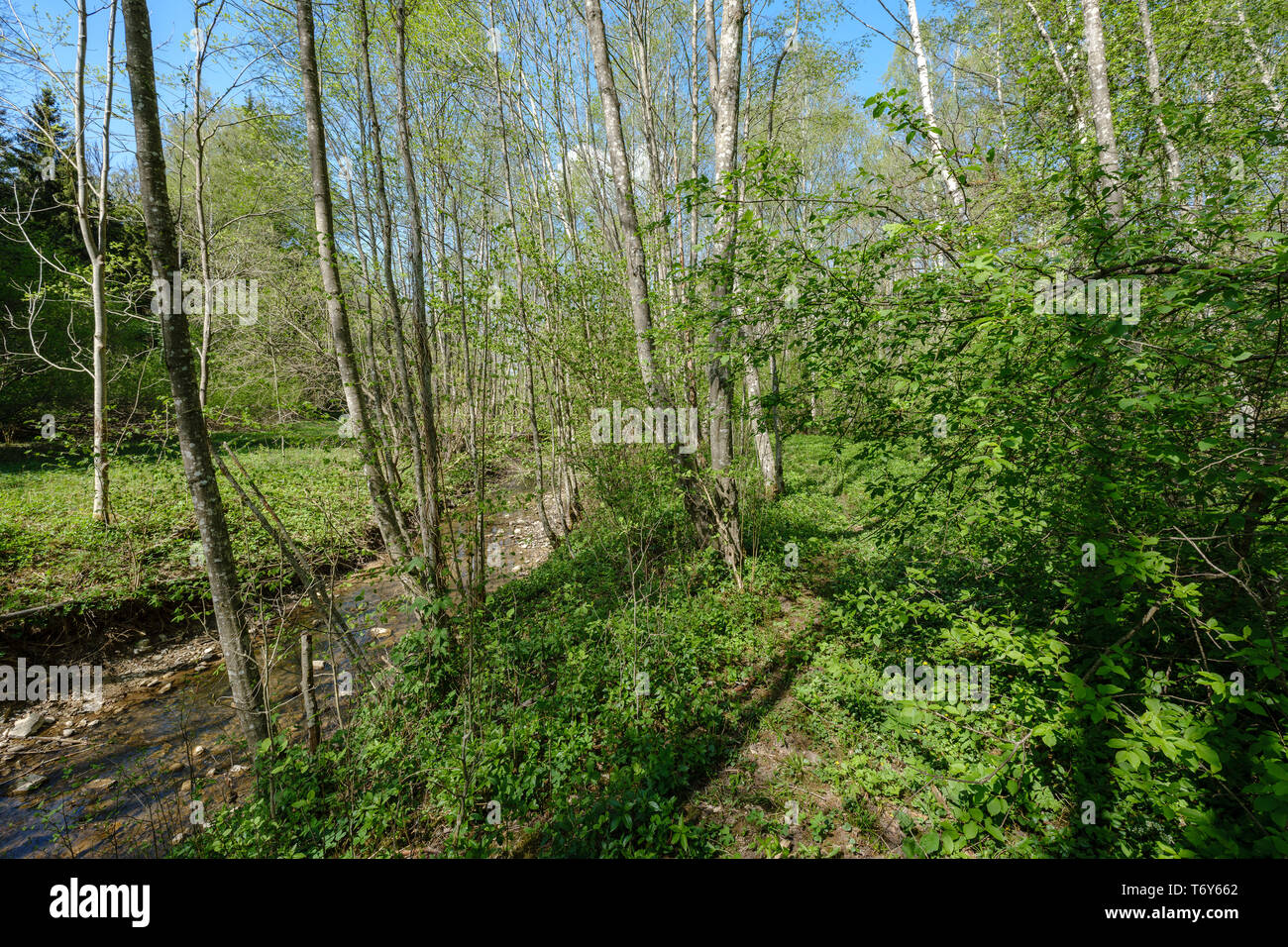 rock covered river bed in forest with low water level and tree roots on ...