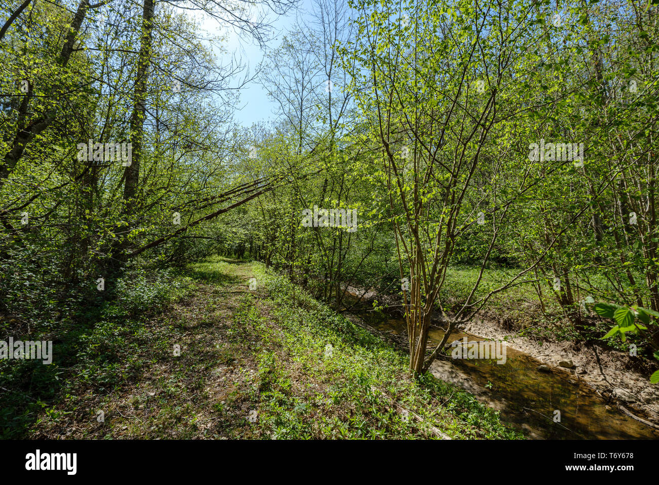 rock covered river bed in forest with low water level and tree roots on ...