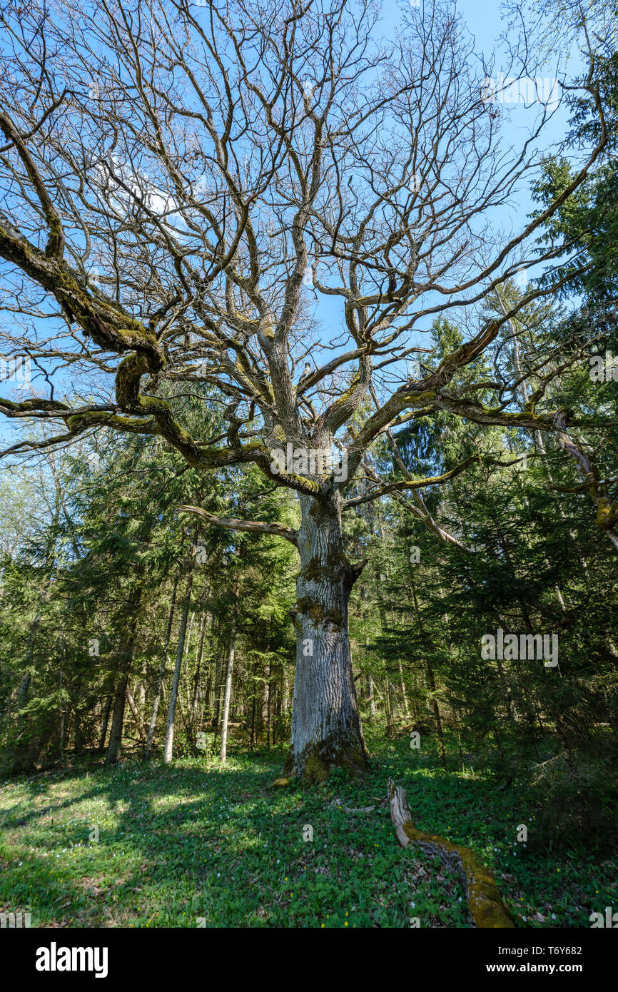 large oak tree in spring green forest sunny day Stock Photo - Alamy