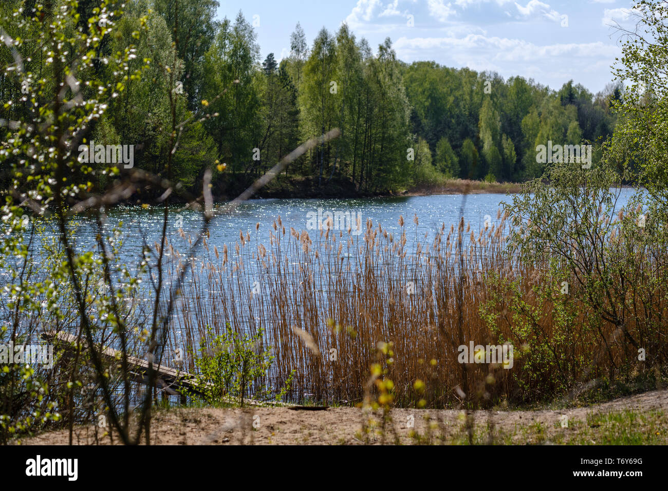 spring tree branches with small fresh leaves over water body background ...