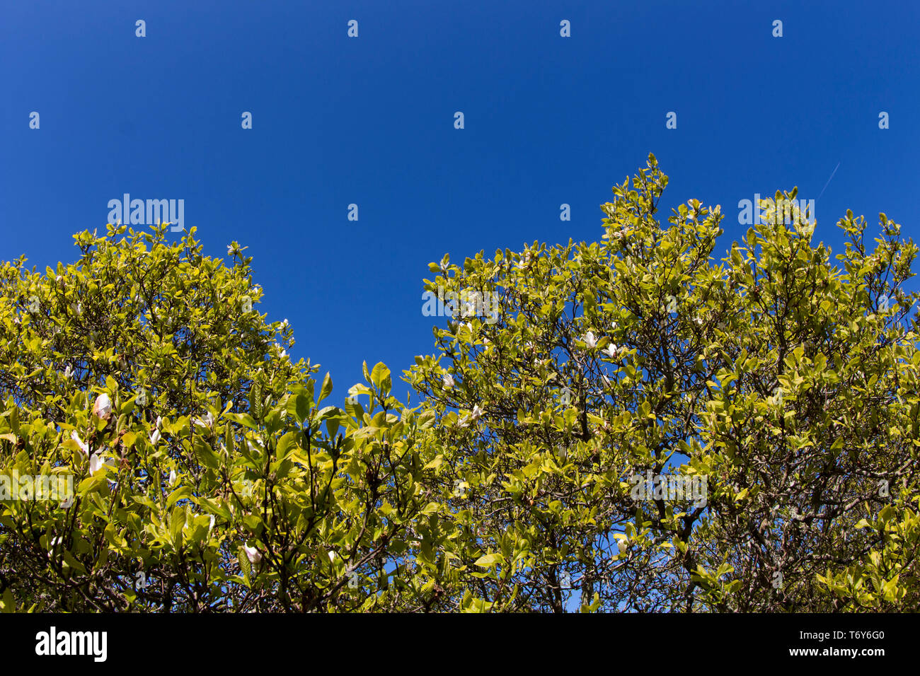 Antony House National Trust in Cornwall Stock Photo - Alamy