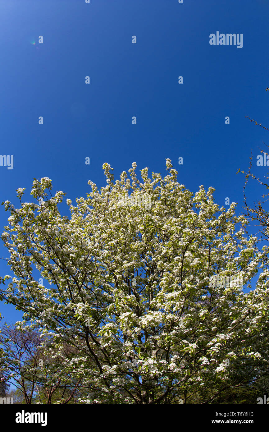 Antony House National Trust in Cornwall Stock Photo - Alamy