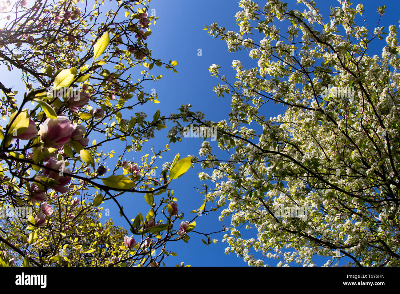 Antony House National Trust in Cornwall Stock Photo - Alamy