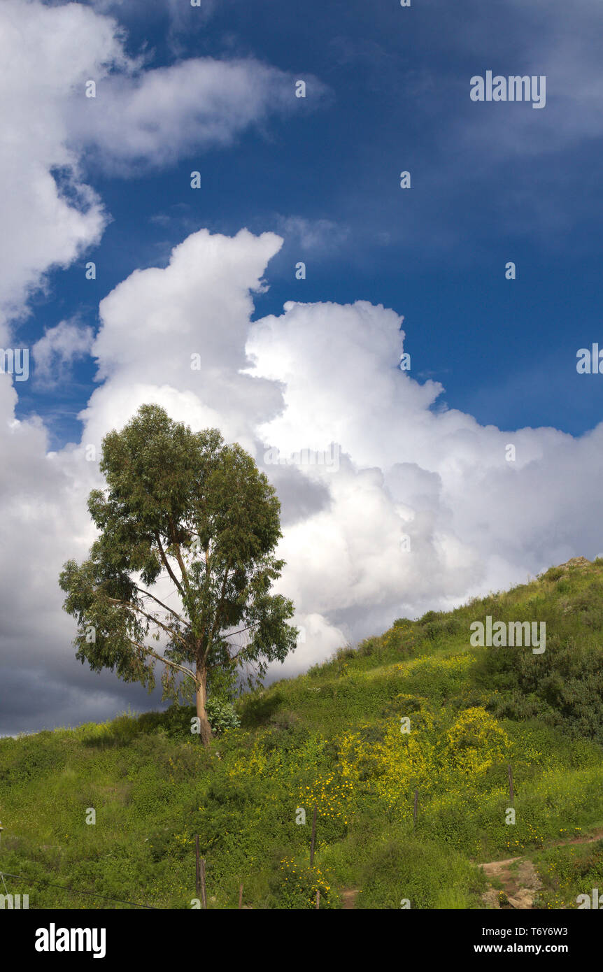 A lone tree against an epic sky full of billowy clouds Stock Photo - Alamy