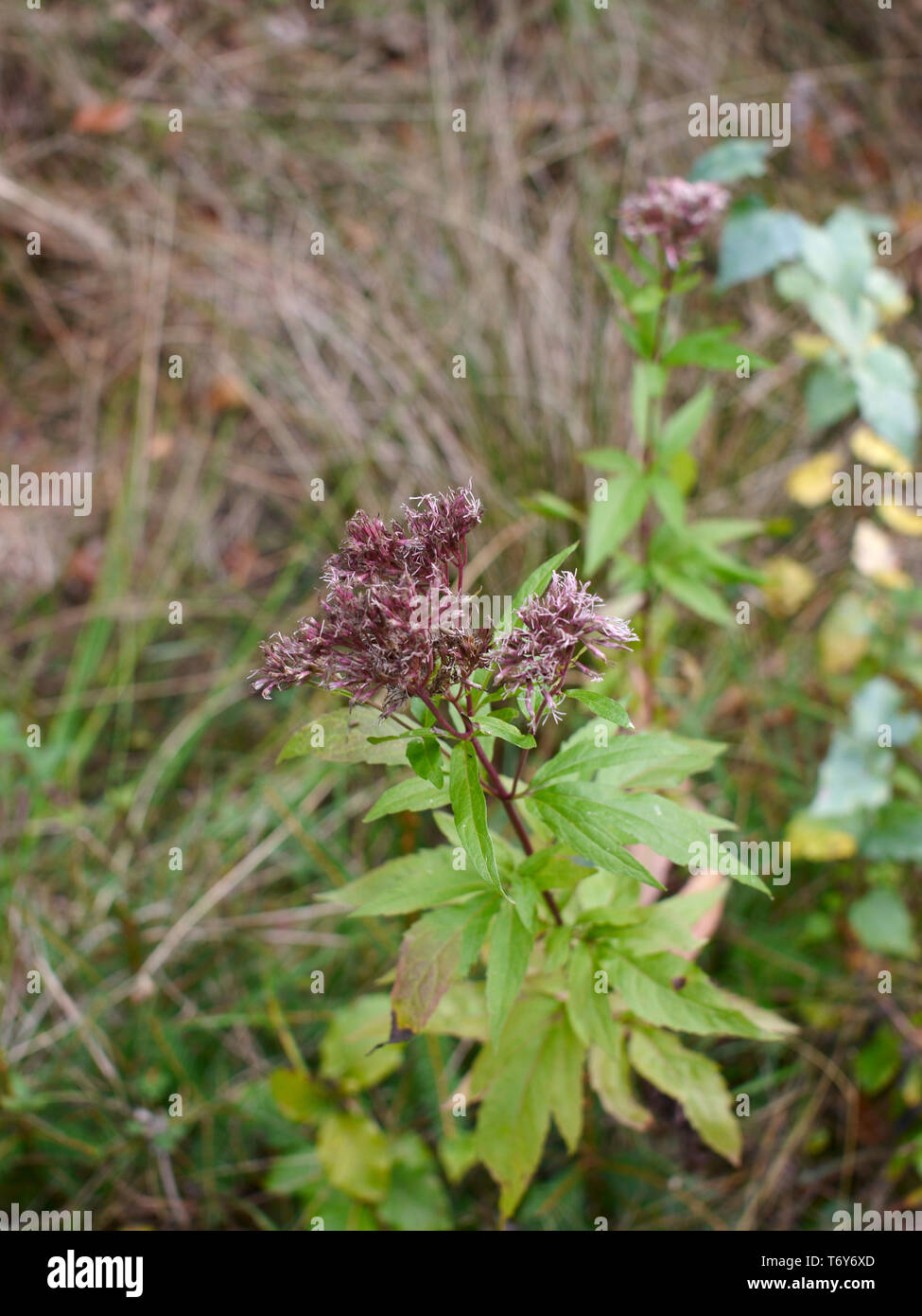 an interesting wild plant on the edge of the forest in southern Germany ...