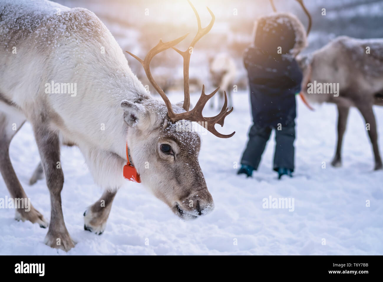 Portrait of a reindeer with massive antlers wandering in snow, Tromso ...