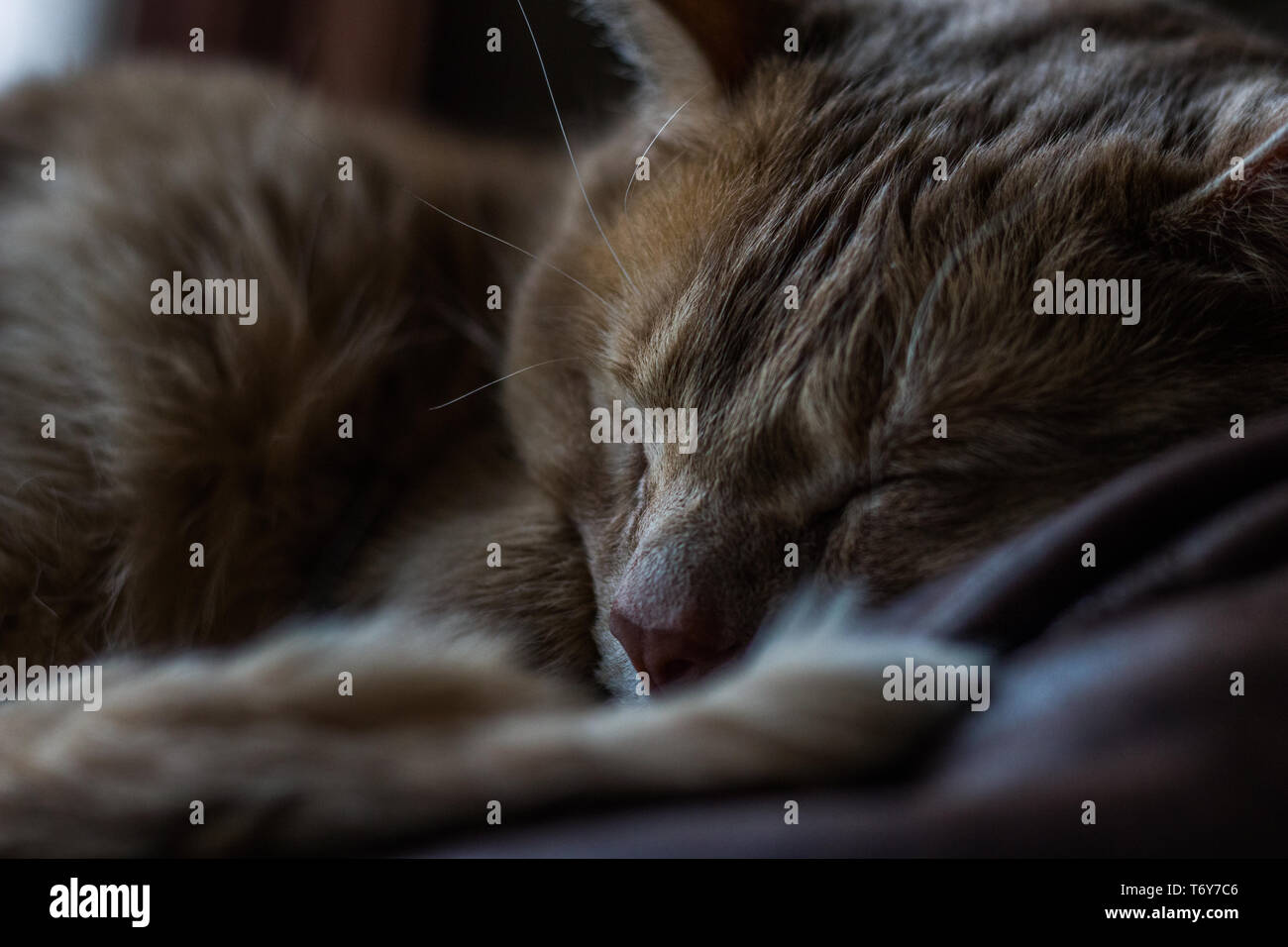 Cat Resting on a couch Stock Photo - Alamy
