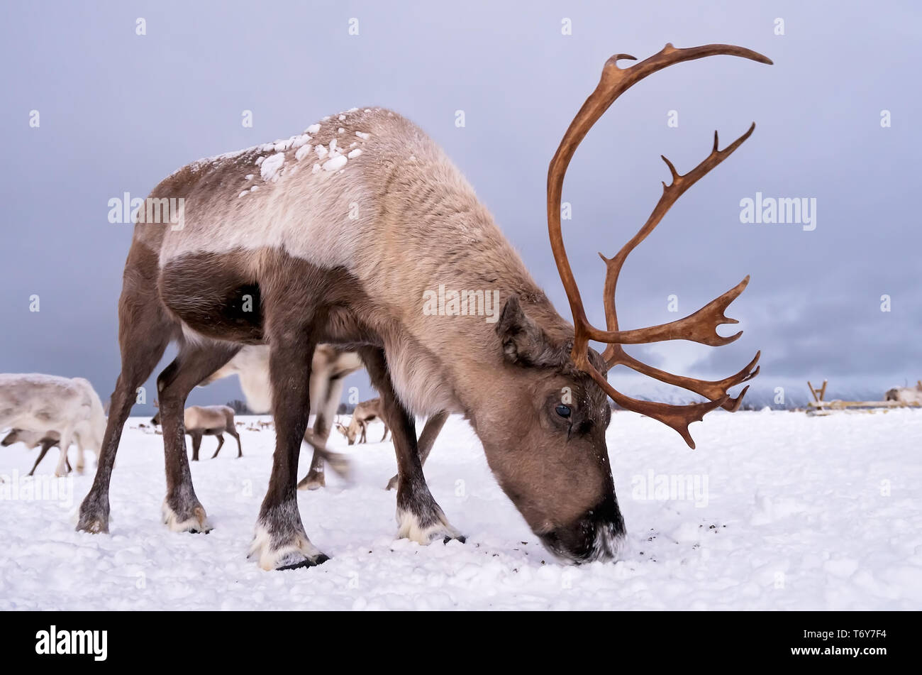 Portrait of a reindeer with massive antlers digging in snow in search ...