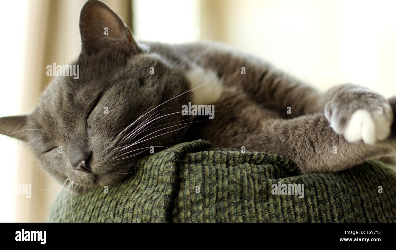 Angry cat claws hi-res stock photography and images - Alamy