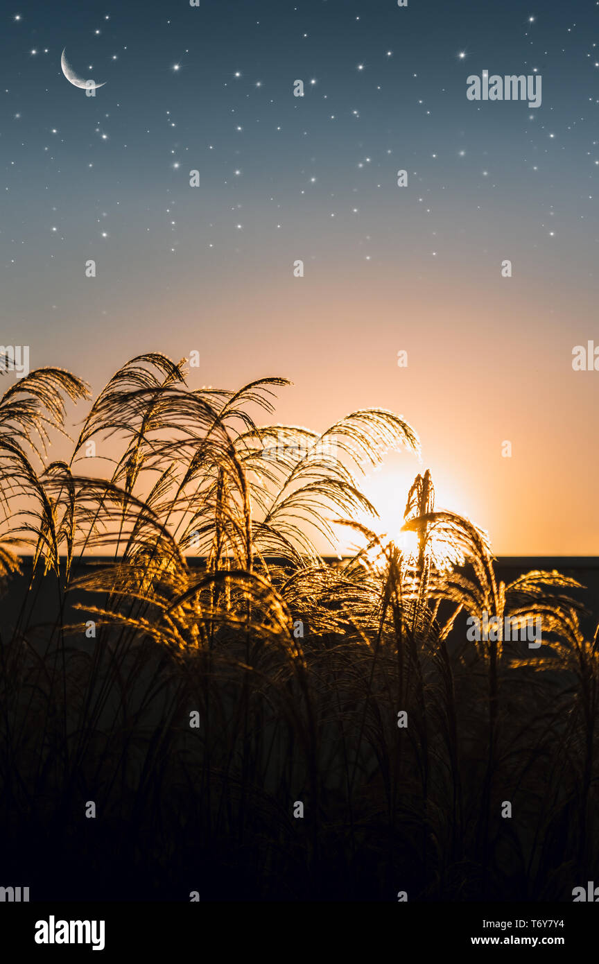 A field hit by golden sunlight and the night falling Stock Photo - Alamy