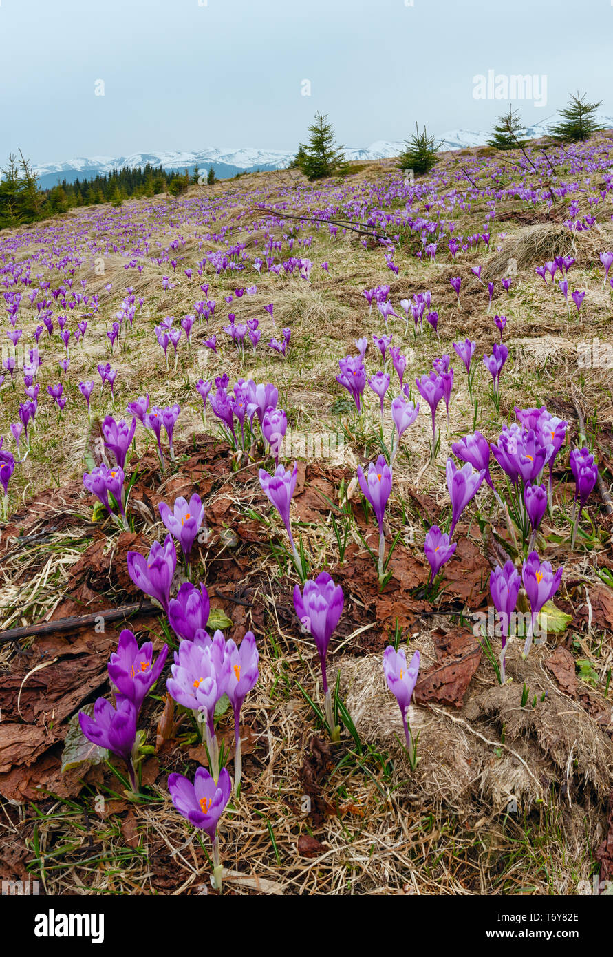 Purple Crocus flowers on spring mountain Stock Photo - Alamy