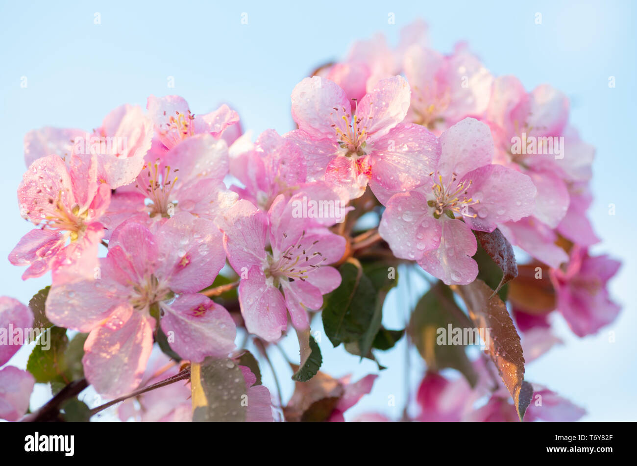Spring sakura blossom flower twig Stock Photo - Alamy