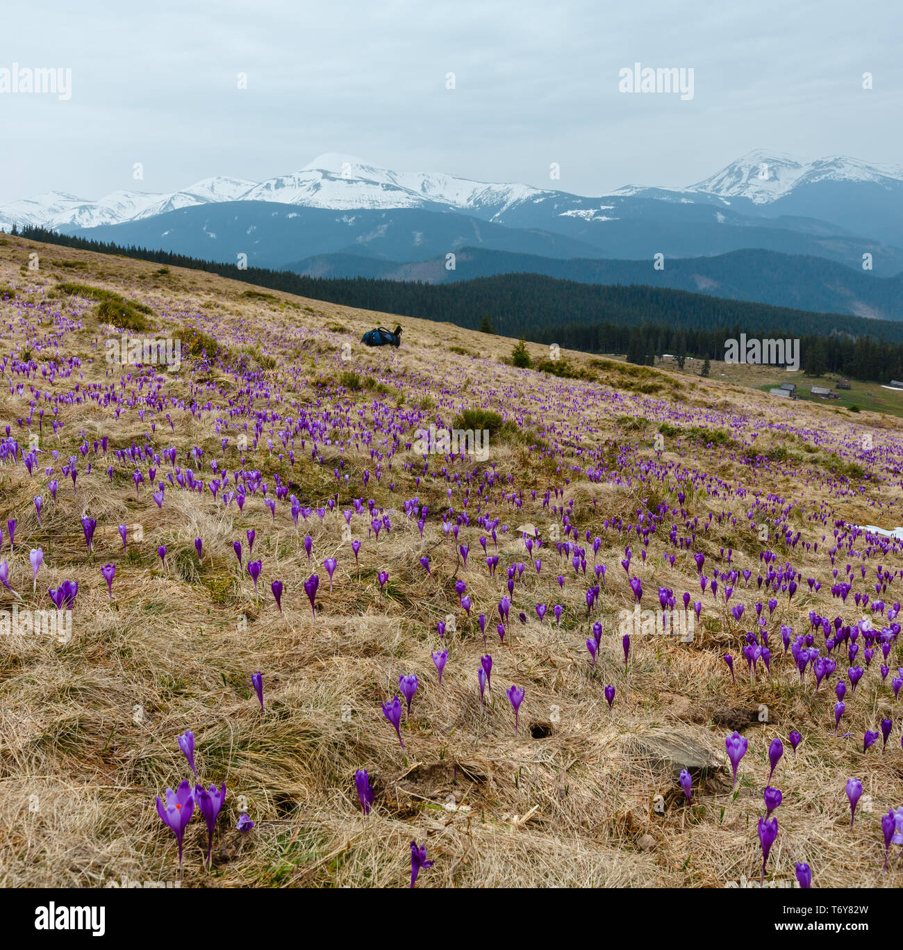 Purple Crocus flowers on spring morning mountain Stock Photo - Alamy