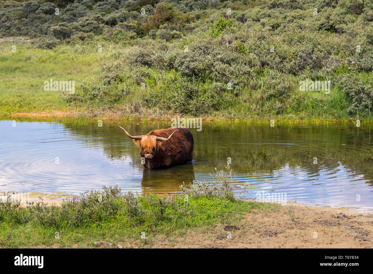 Shetland cow shetland hi-res stock photography and images - Alamy