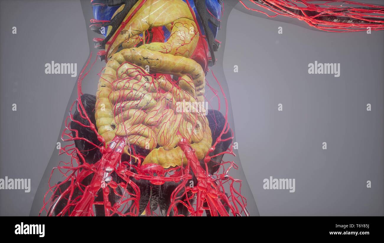 human anatomy illustration with all organs Stock Photo - Alamy