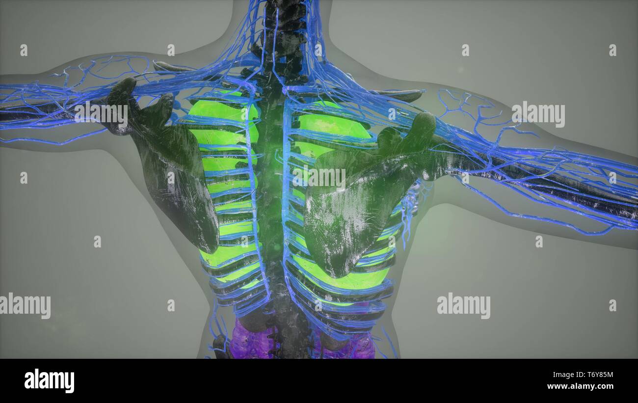 colored Human Internal organs scan Stock Photo - Alamy