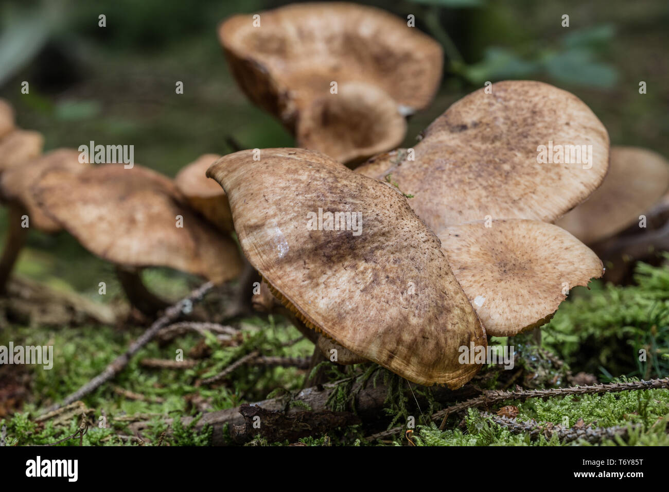 Deadwood growth hi-res stock photography and images - Alamy