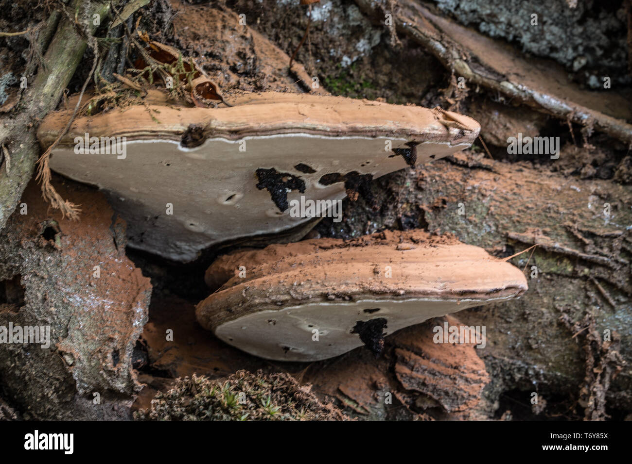 Fungus on deadwood hi-res stock photography and images - Alamy