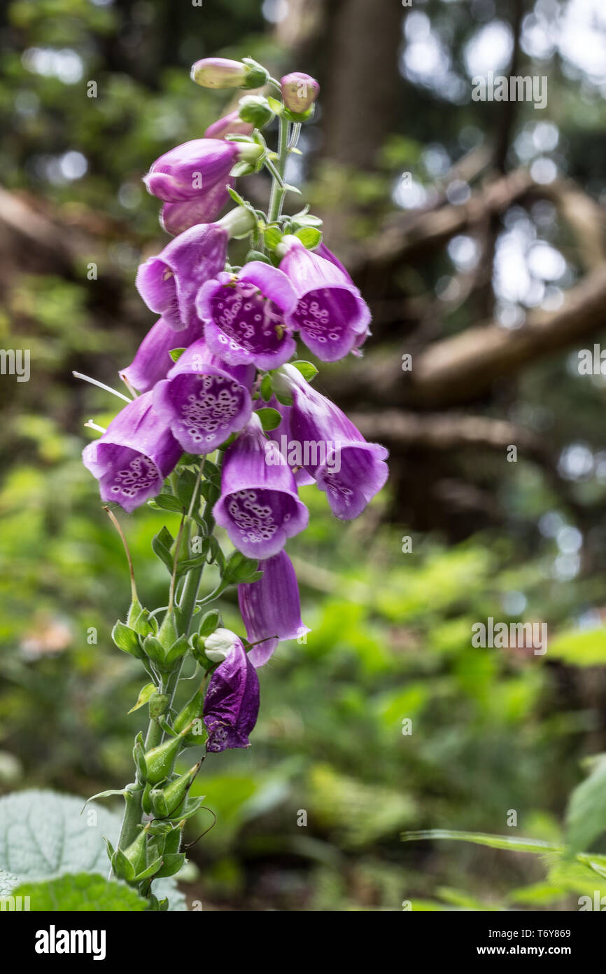 Red Foxgloves, Digitalis purpurea Stock Photo - Alamy