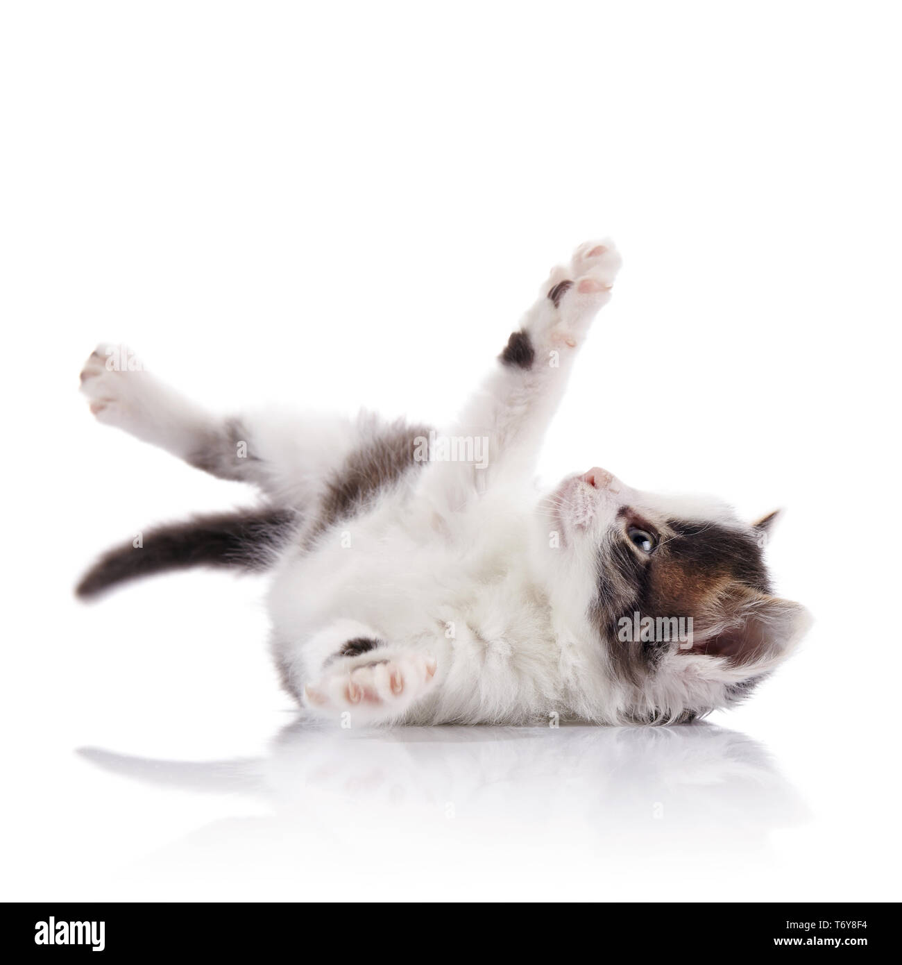 Playful spotty small kitten on a white background Stock Photo - Alamy