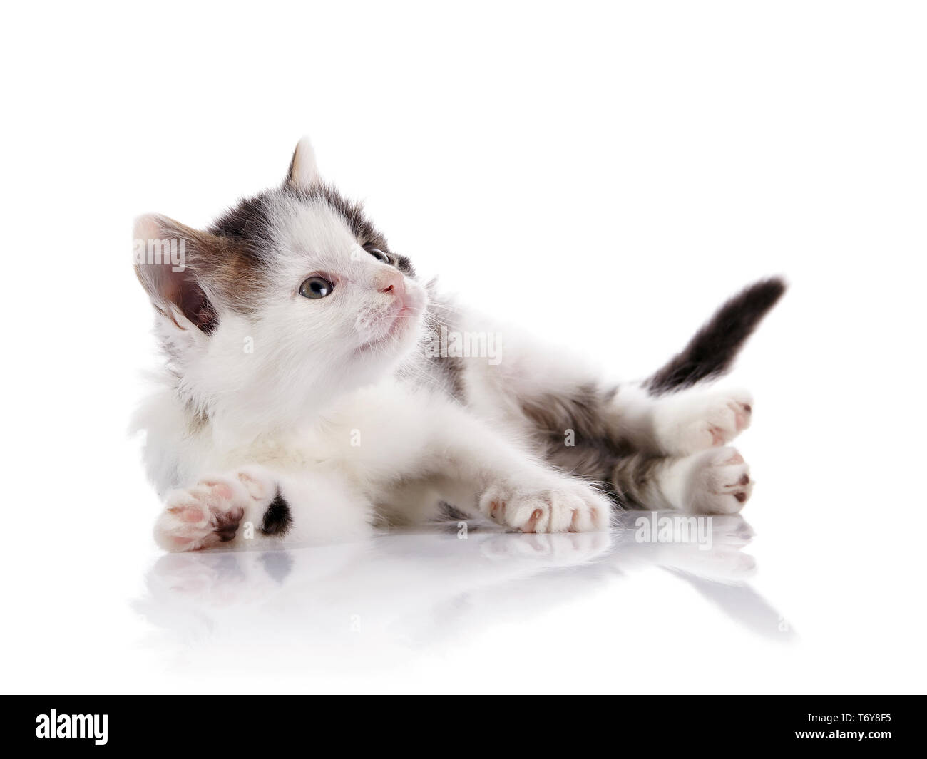Curious critter hi-res stock photography and images - Alamy