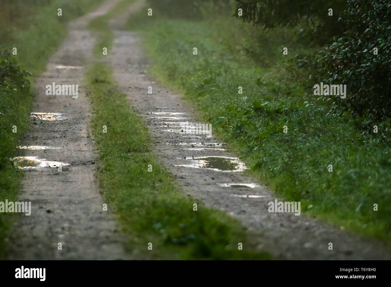 Puddle in country lane hi-res stock photography and images - Alamy