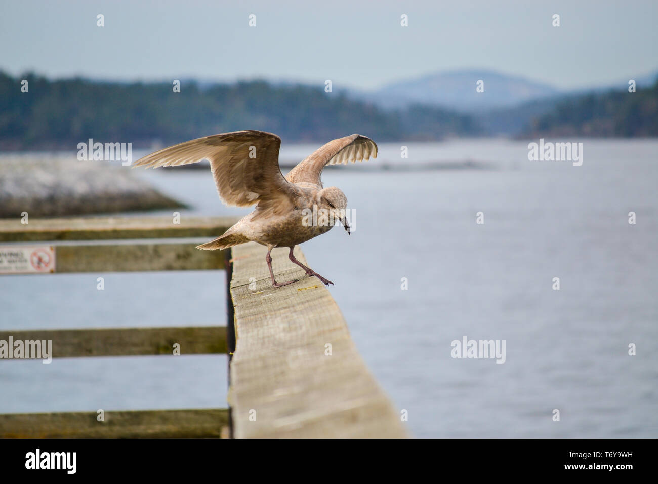 Majestic seagull hi-res stock photography and images - Alamy