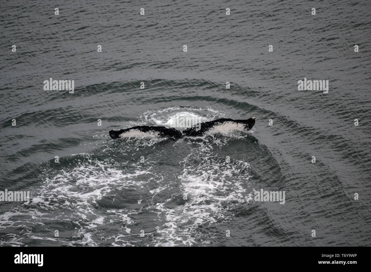 Humpback whale splash underwater hi-res stock photography and images ...