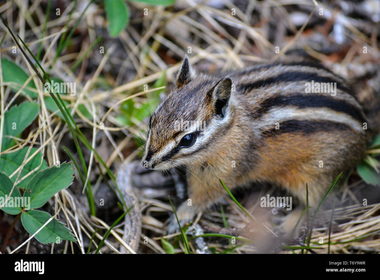 Black chipmunk hi-res stock photography and images - Alamy