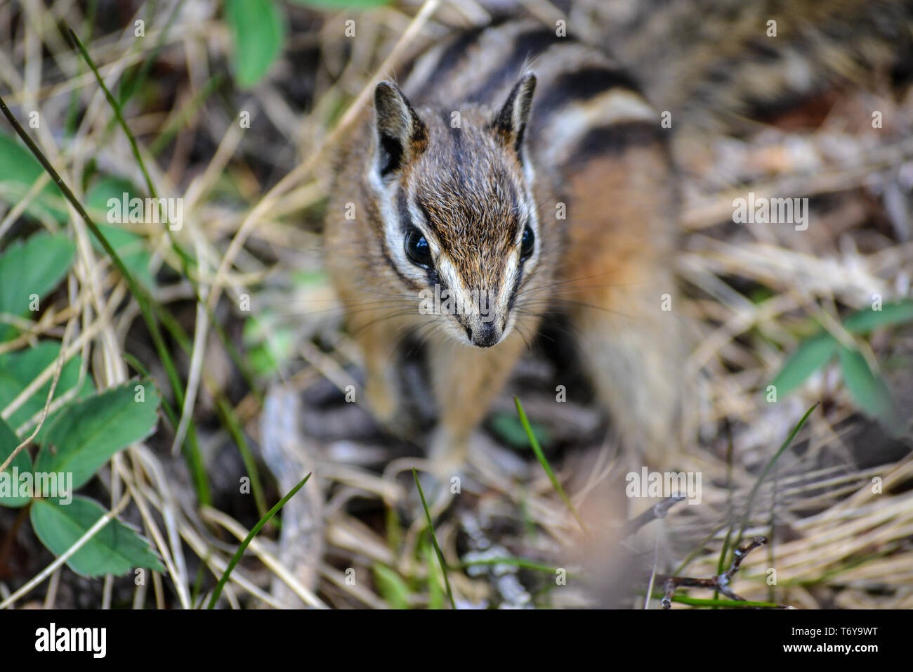 Black chipmunk hi-res stock photography and images - Alamy