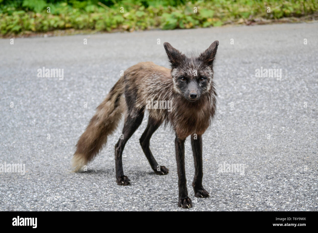 Skinny fox hi-res stock photography and images - Alamy