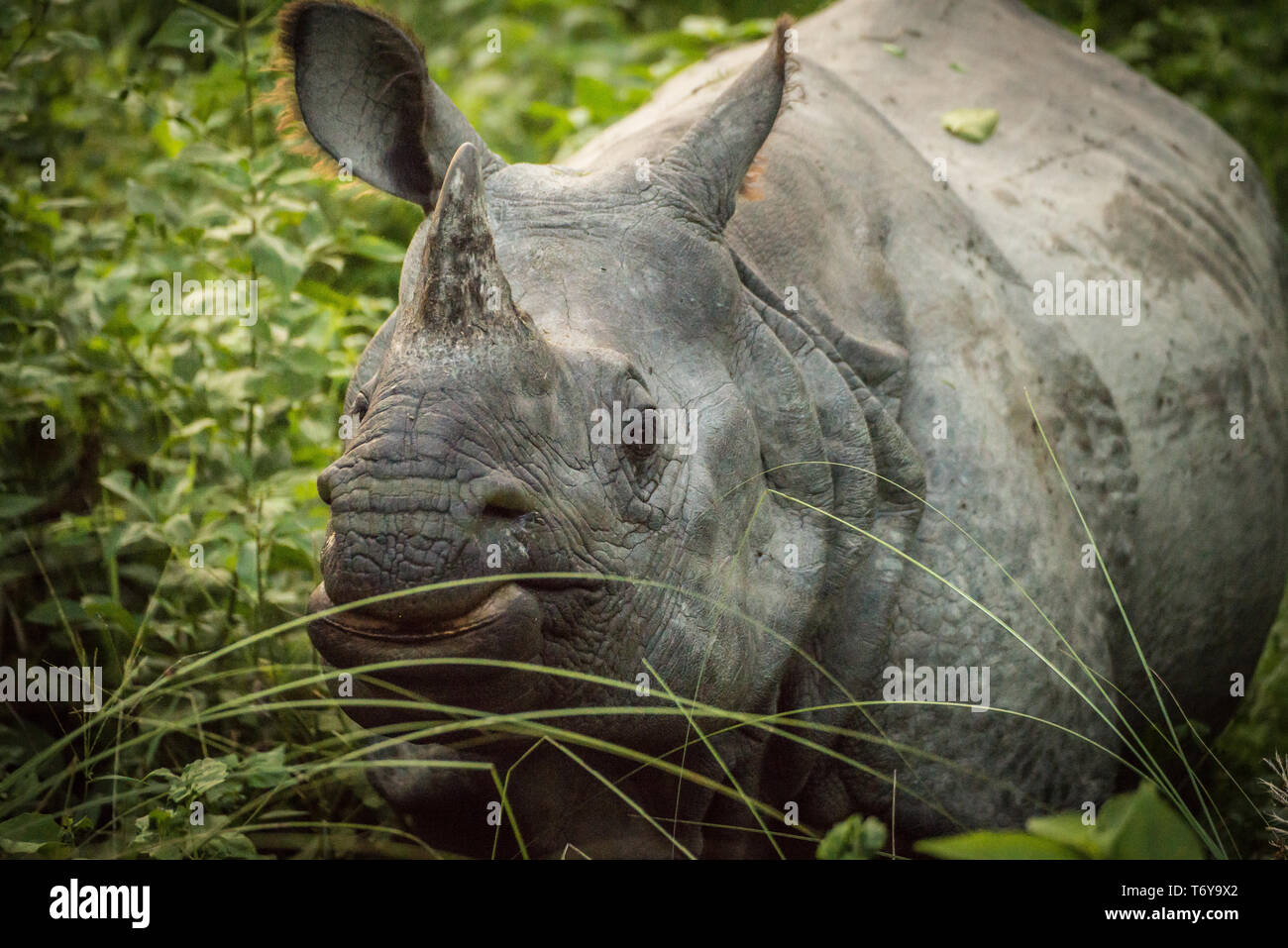 Rhino capture hi-res stock photography and images - Alamy