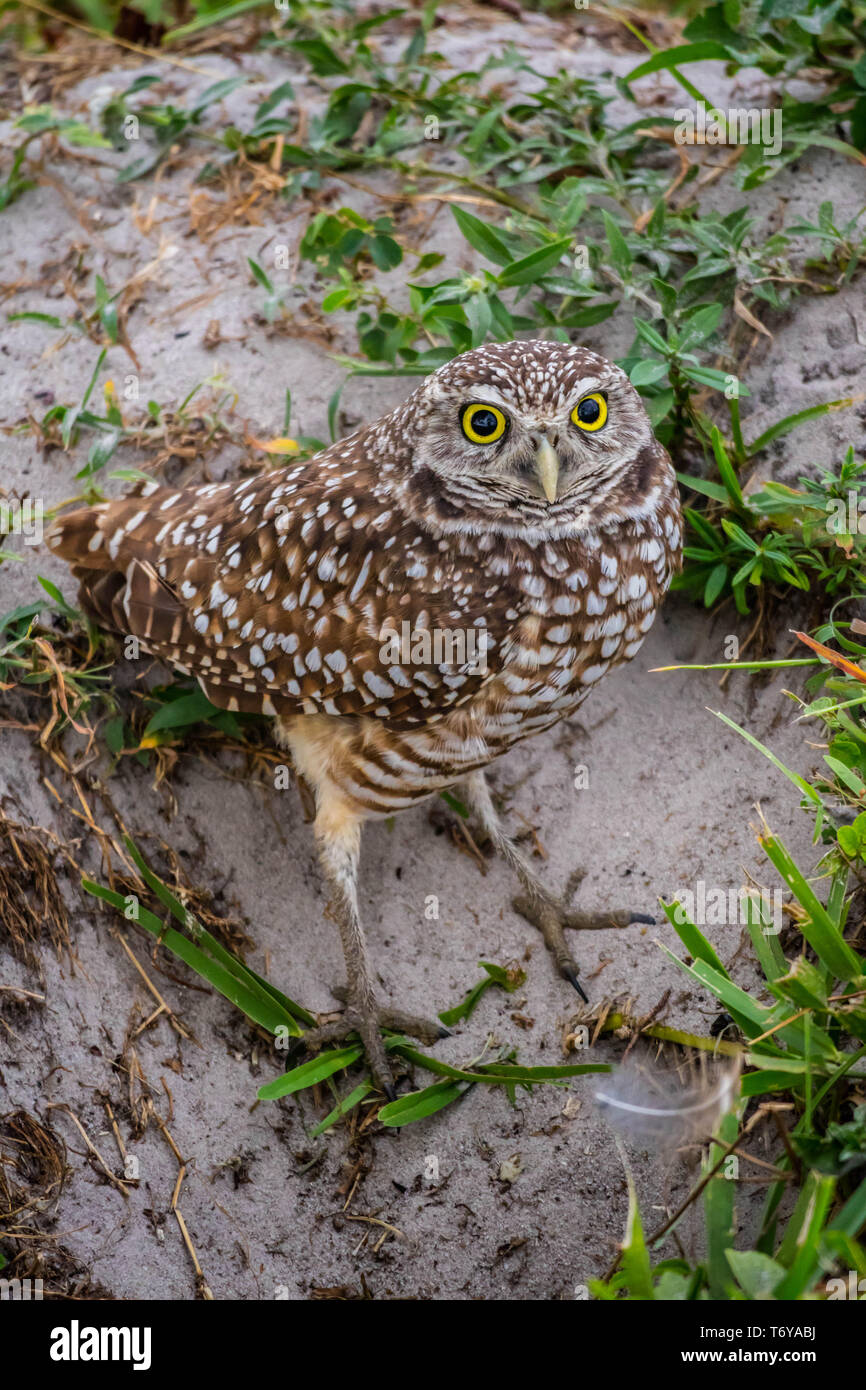 A Burrowing Owl in Cape Coral, Florida Stock Photo - Alamy