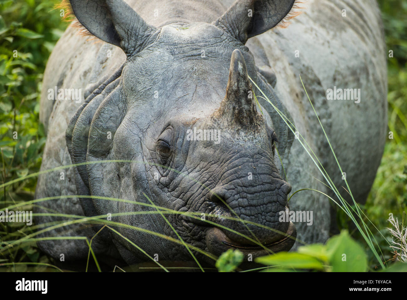Rhino tour hi-res stock photography and images - Alamy