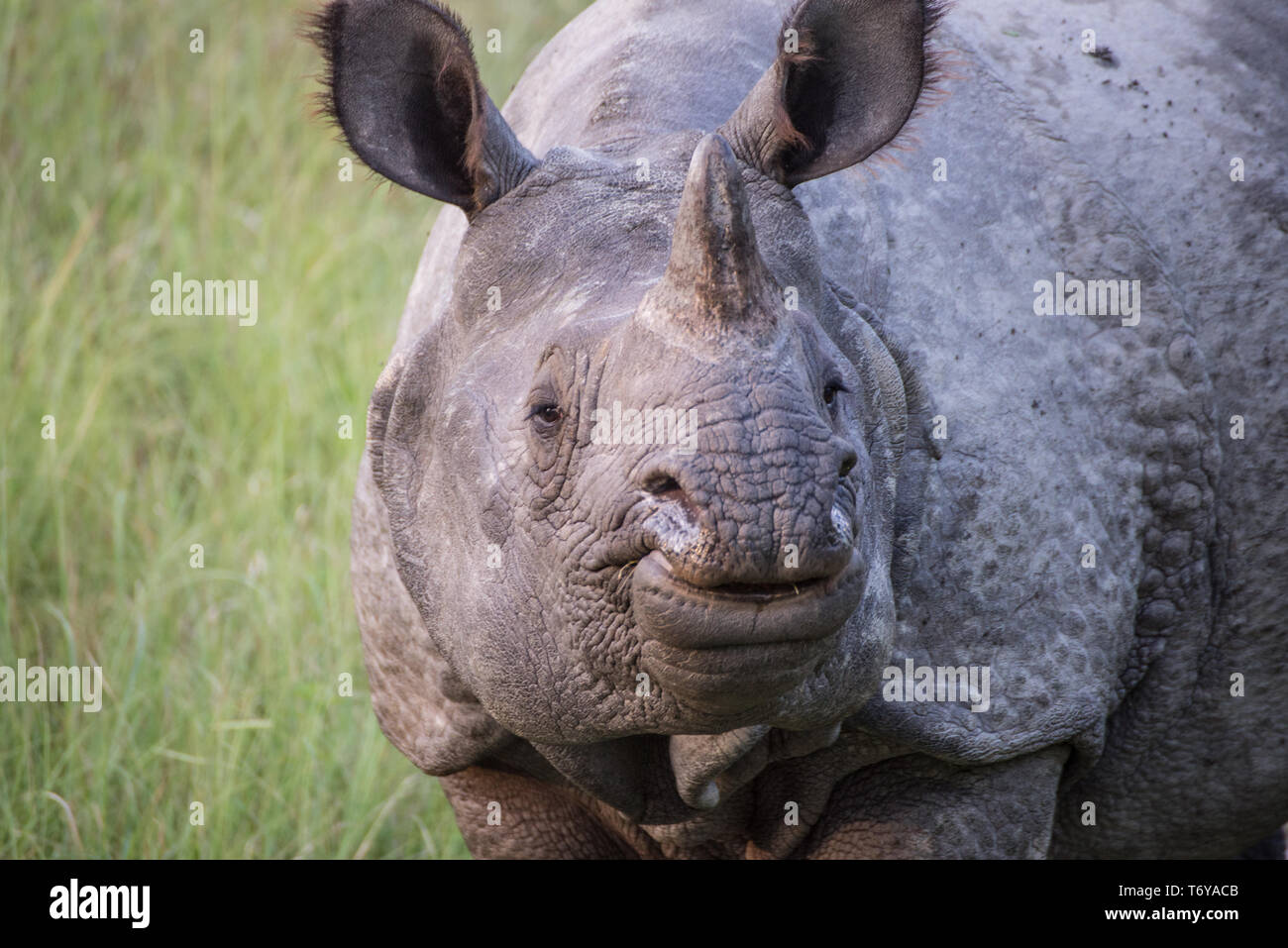 Rhino capture hi-res stock photography and images - Alamy