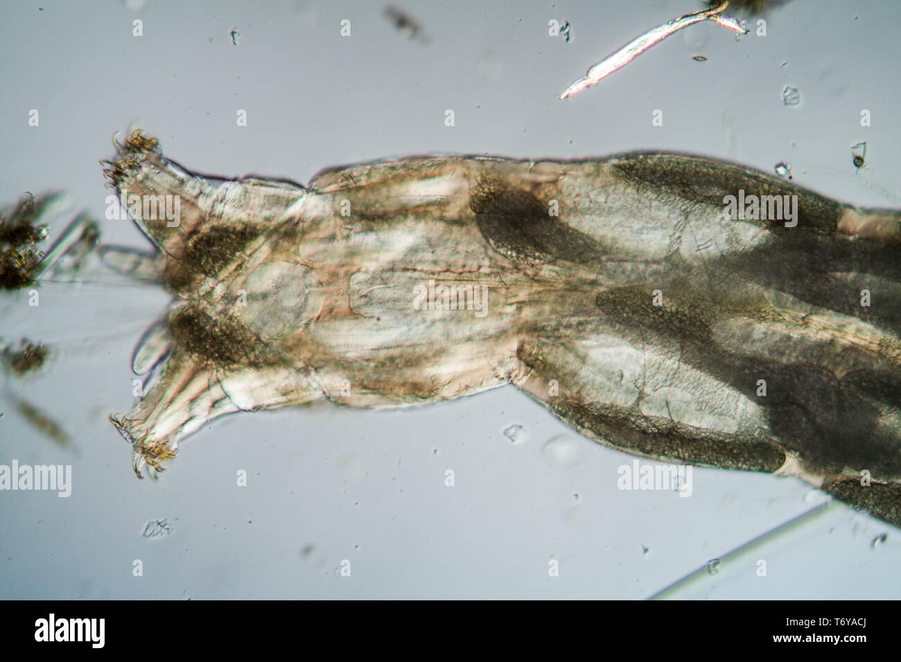 Translucent larvae hi-res stock photography and images - Alamy