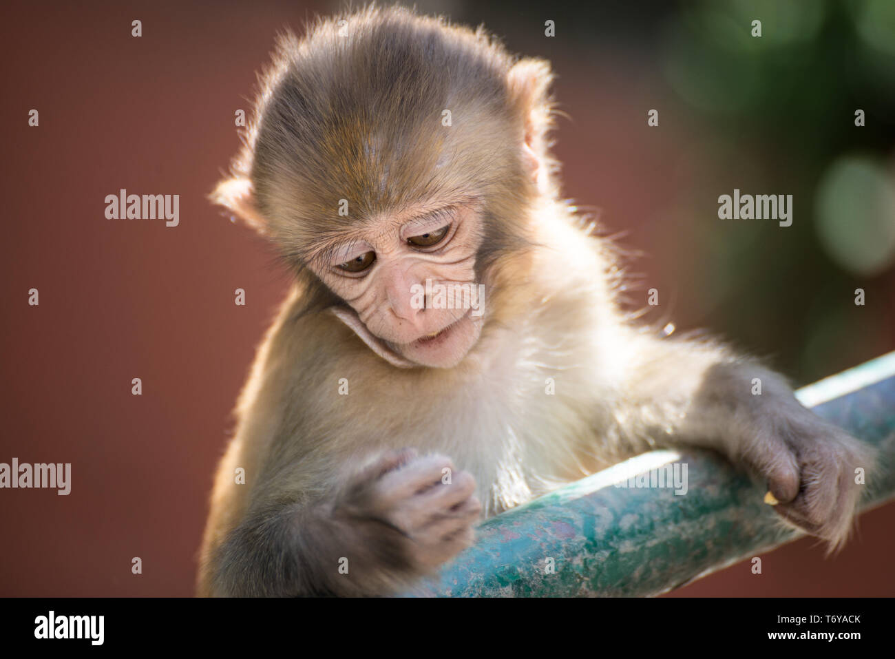 Monkey wildlife encounter hi-res stock photography and images - Alamy