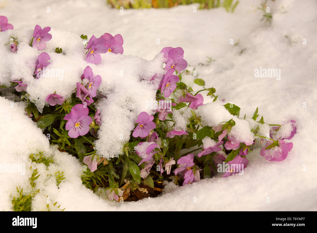 Pink flowers in spring under hi-res stock photography and images - Alamy