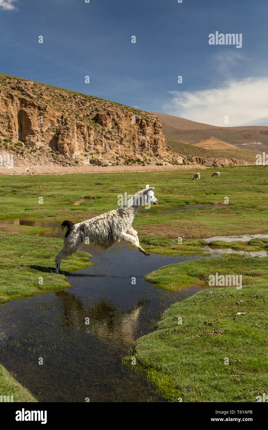 Alpaca jumping over a streem in Bolivian Altiplano Stock Photo - Alamy