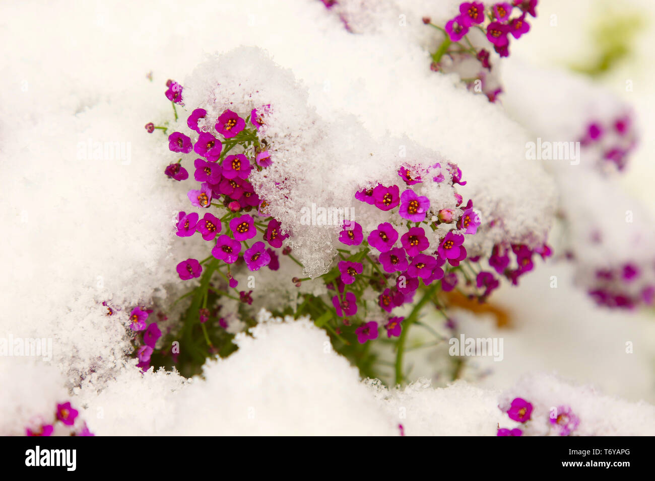 Flowers under the snow hi-res stock photography and images - Alamy
