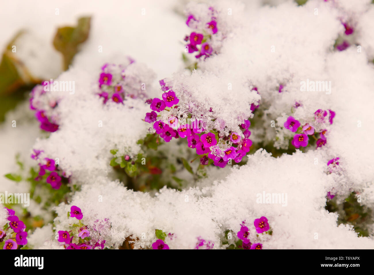 Small purple pink flowers hi-res stock photography and images - Alamy