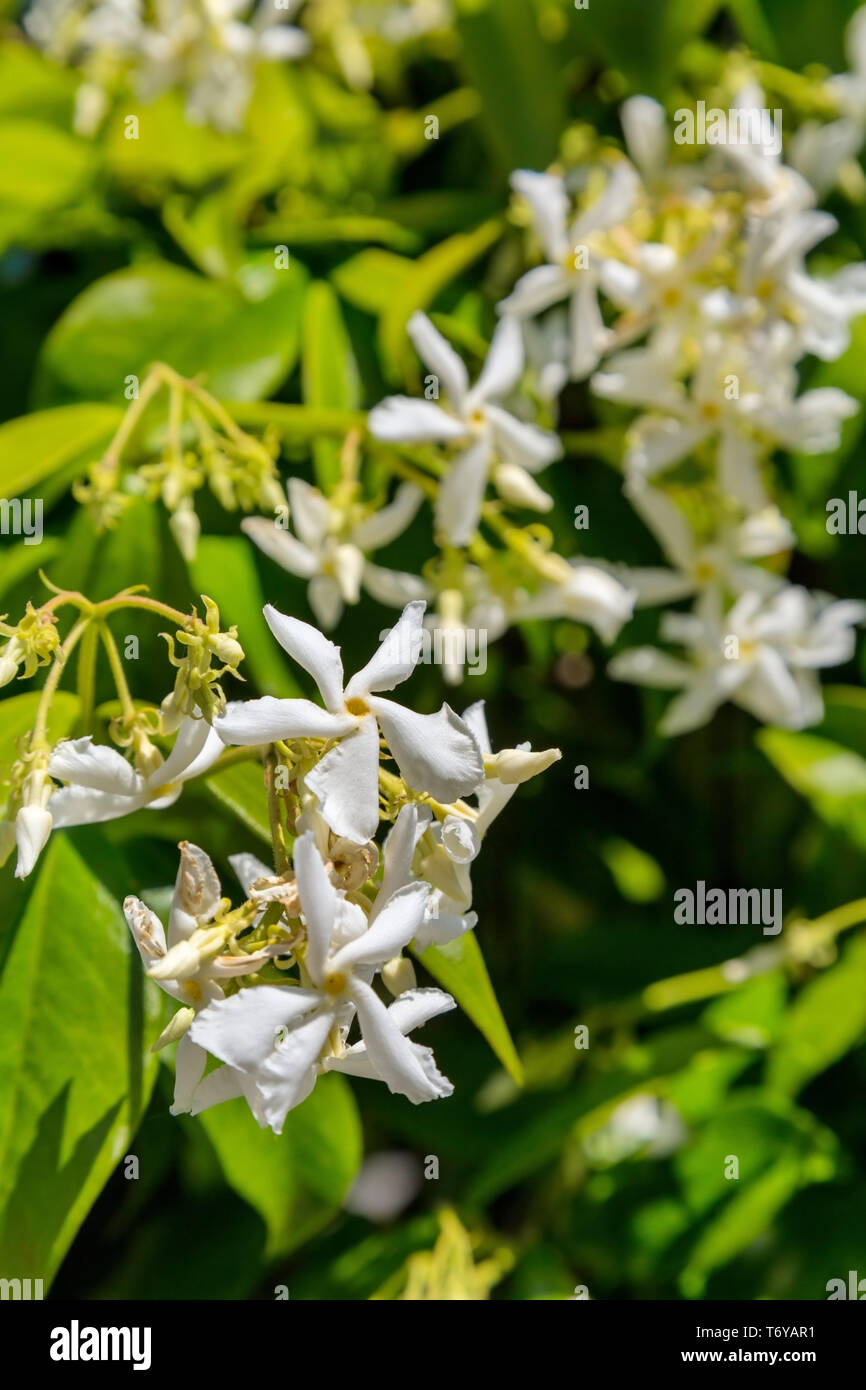 Jasmine growth hi-res stock photography and images - Alamy