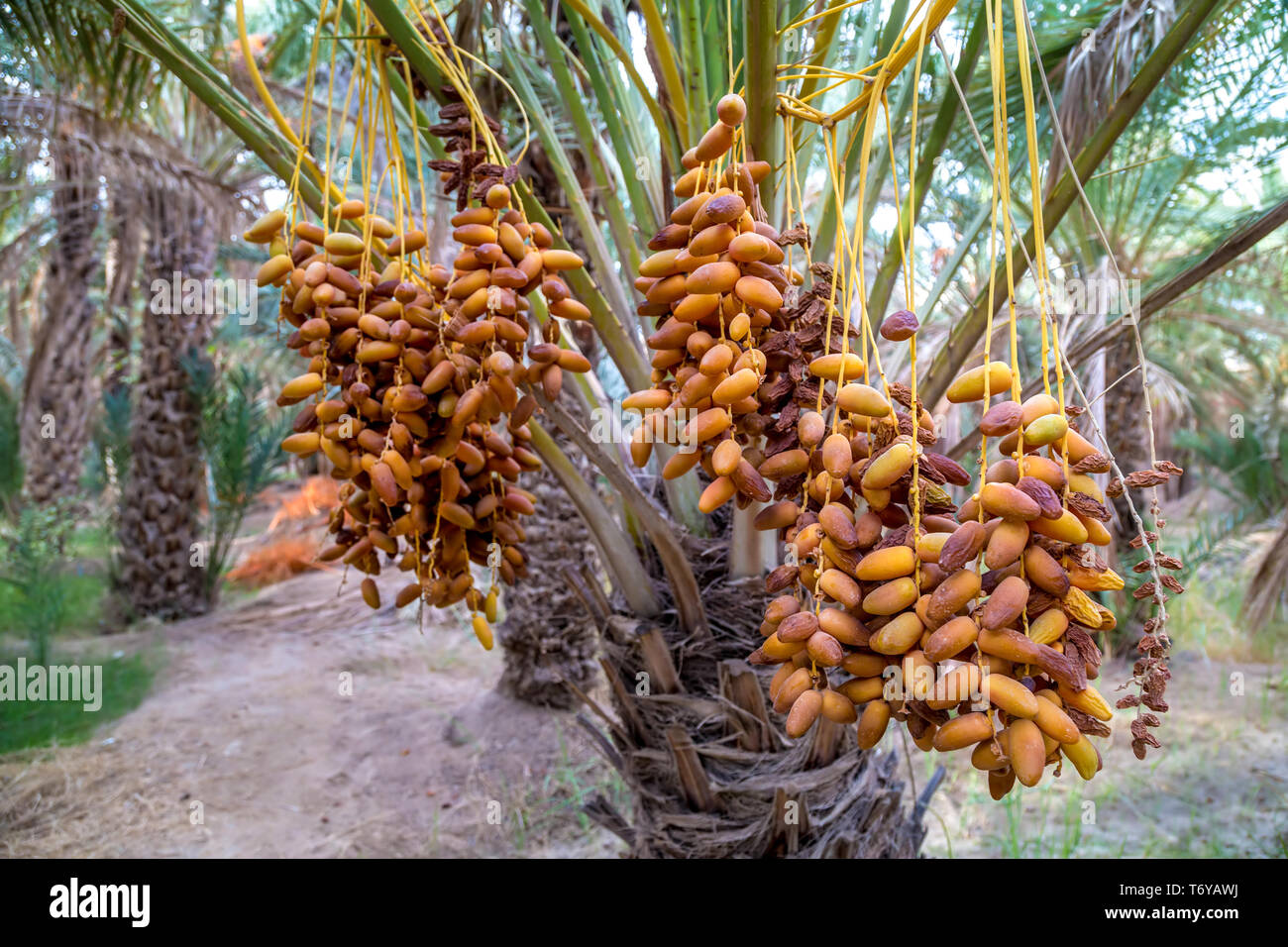 Fresh Dates Tree
