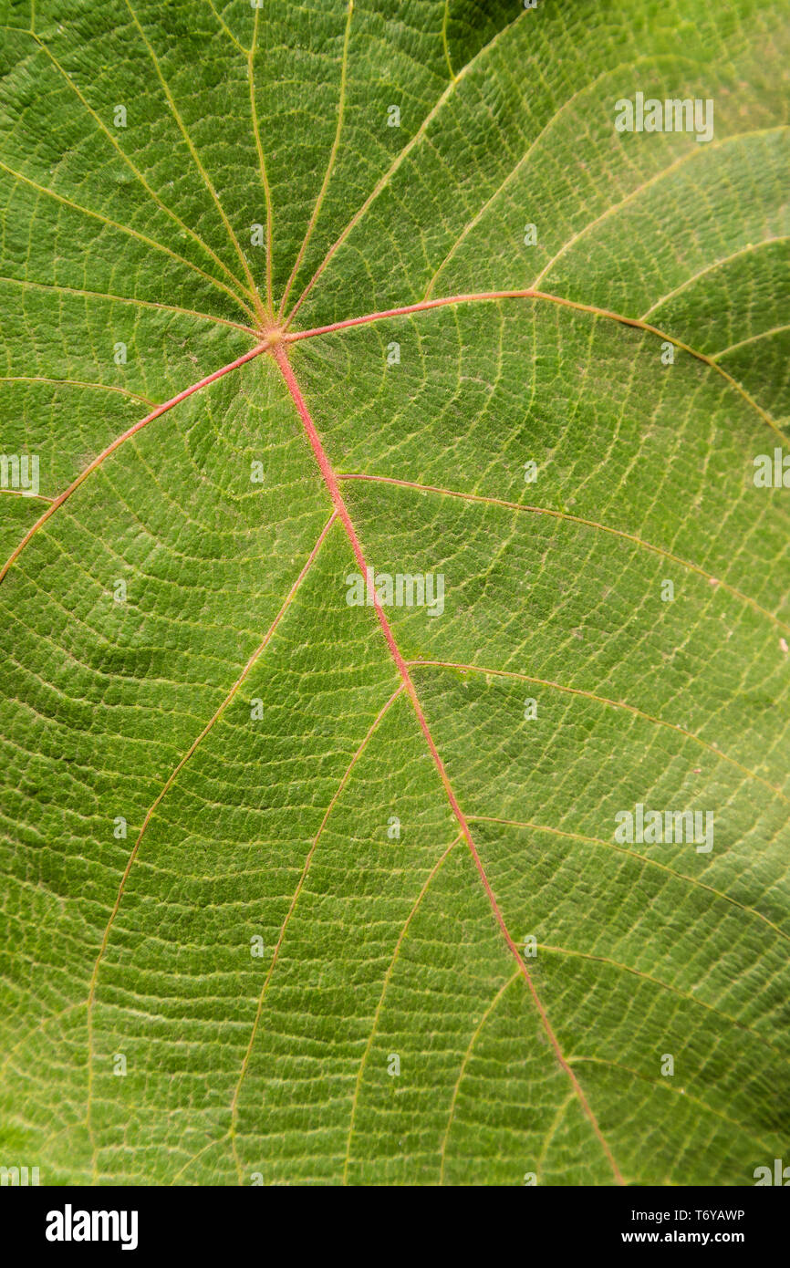 Big leaf of a tropical plant. Full frame background Stock Photo - Alamy